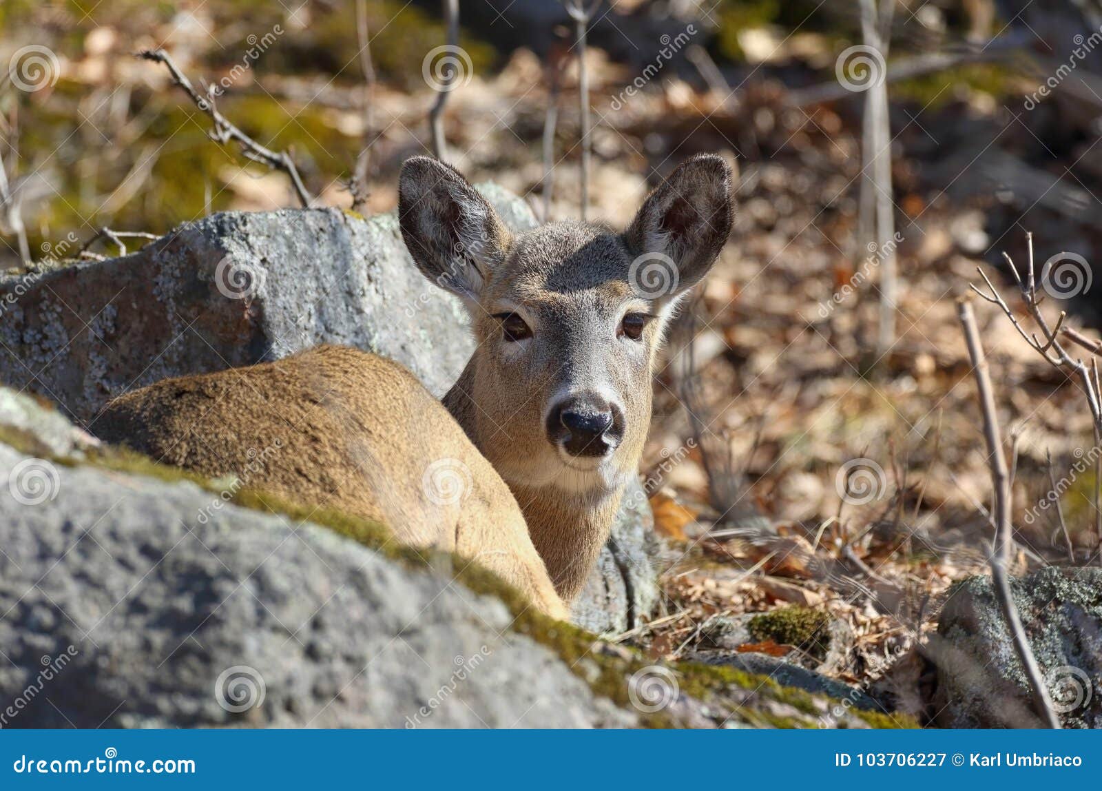 Deer resting stock image. Image of female, fall, beauty - 103706227