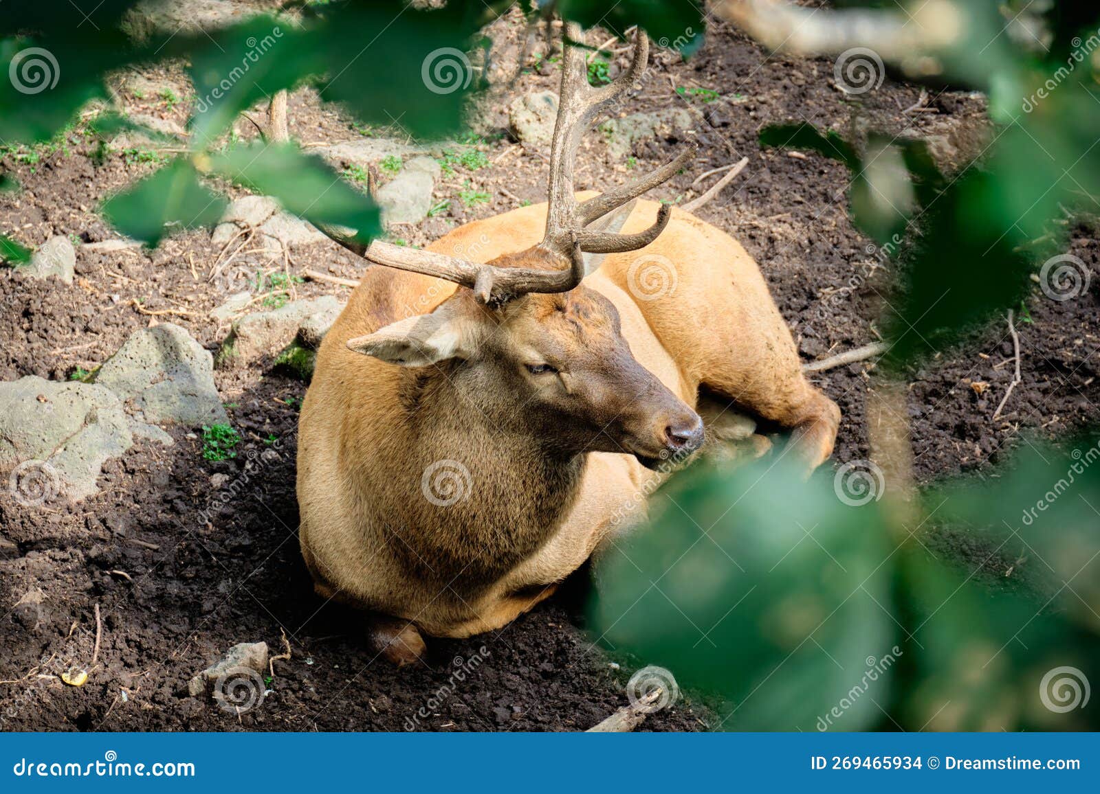 Deer Resting in the Seaside Safari Park. Stock Photo - Image of grass ...