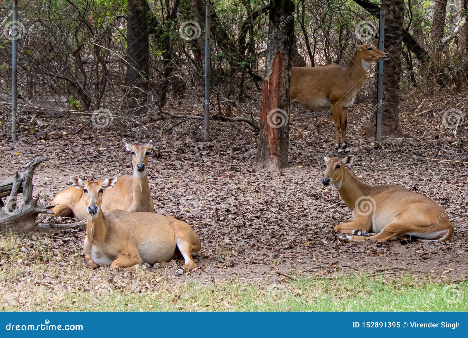 Deer Resting in Shade of Tree and Staring at the Camera Stock Image ...