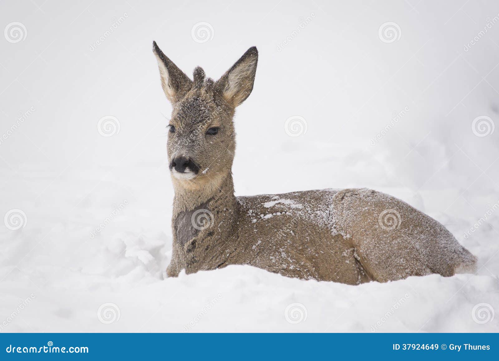 Deer resting in snow stock image. Image of alone, outdoor - 37924649