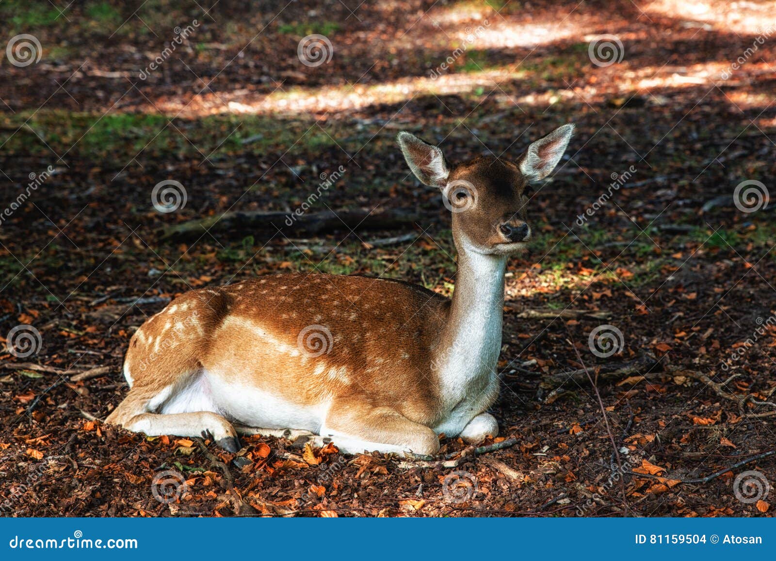 Deer Resting stock photo. Image of animal, national, conservation ...