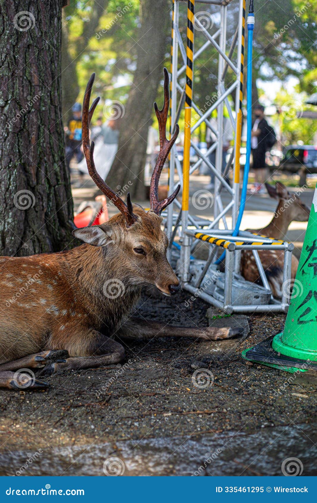 Deer Resting Under a Tree in a Park Stock Image - Image of construction ...