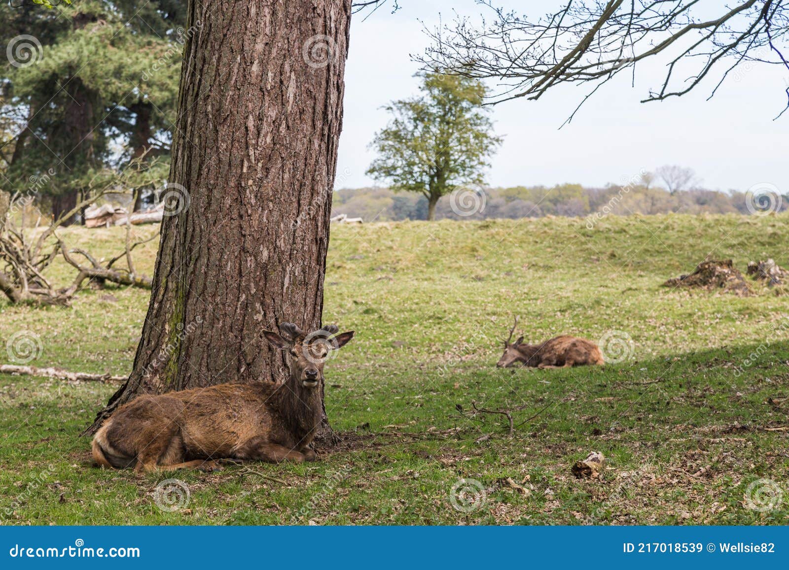 Deer resting under trees stock image. Image of cheshire - 217018539