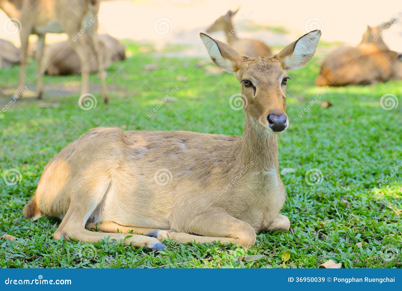 Deer resting stock image. Image of outdoors, life, grass - 36950039