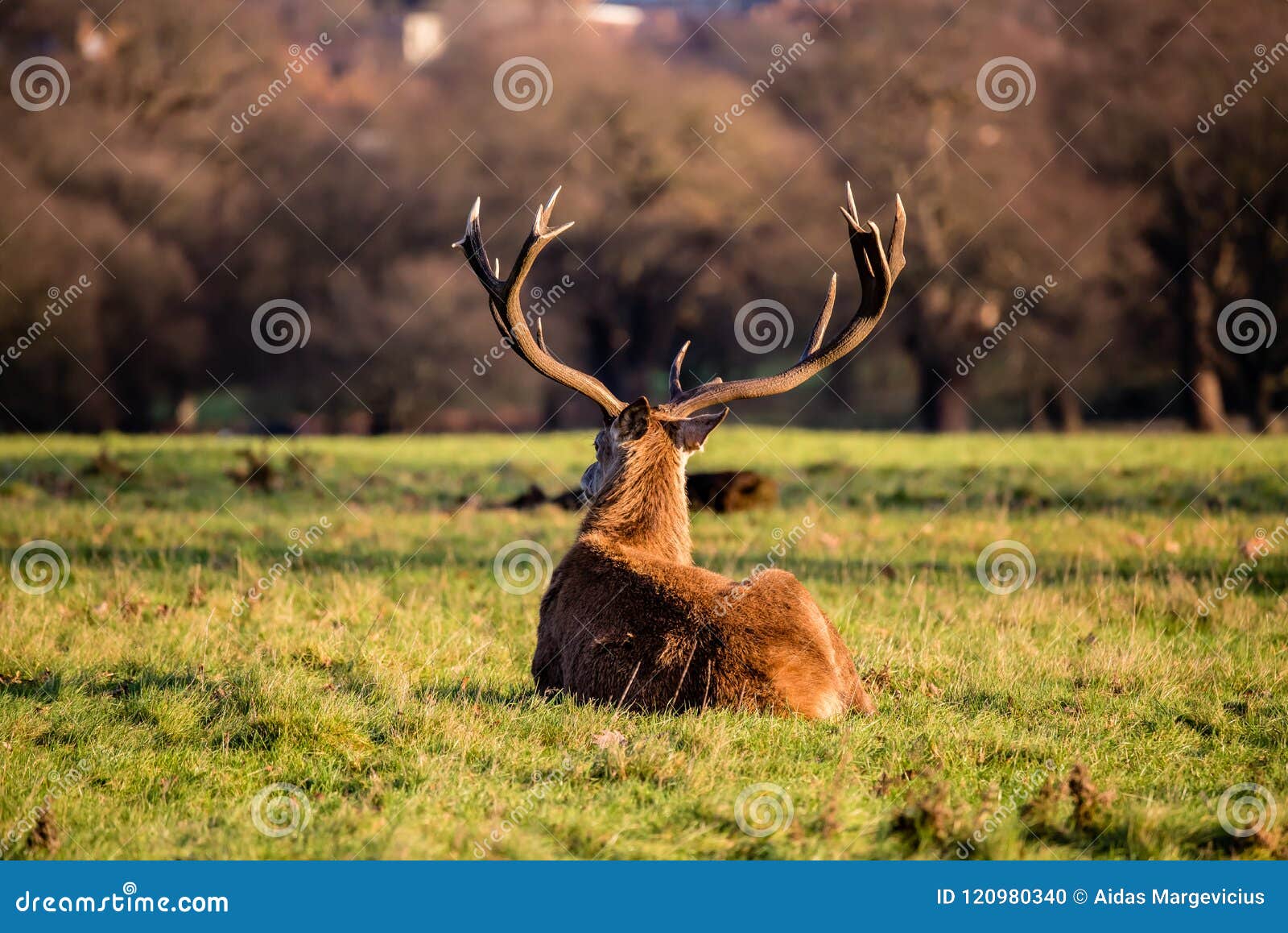 Deer in Richmond Park London Stock Photo - Image of london, look: 120980340