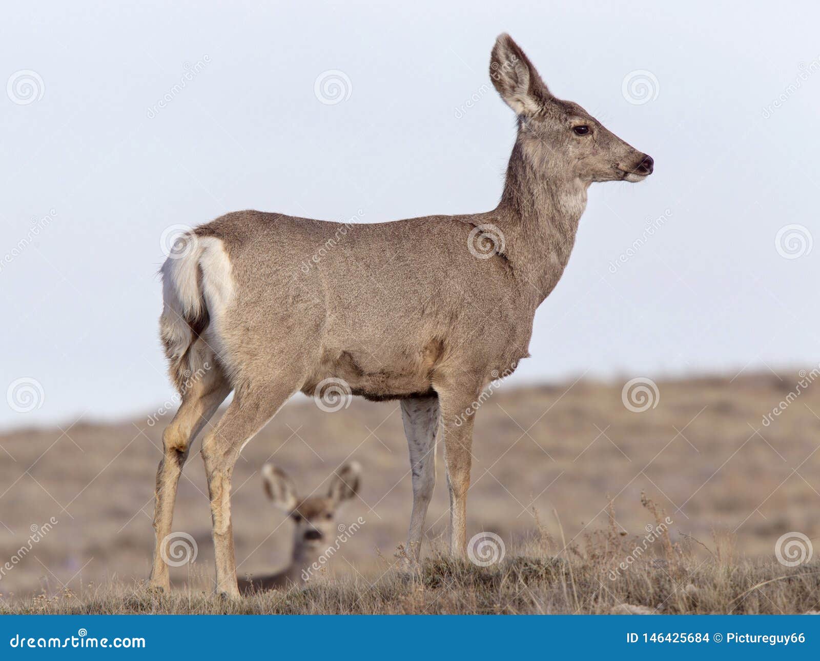 Deer on Ridge stock photo. Image of animal, trail, prairie - 146425684