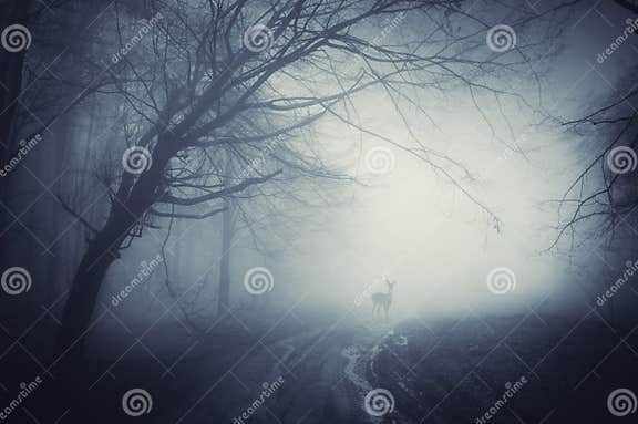 Deer on a Road in a Dark Forest after Rain Stock Photo - Image of magic ...