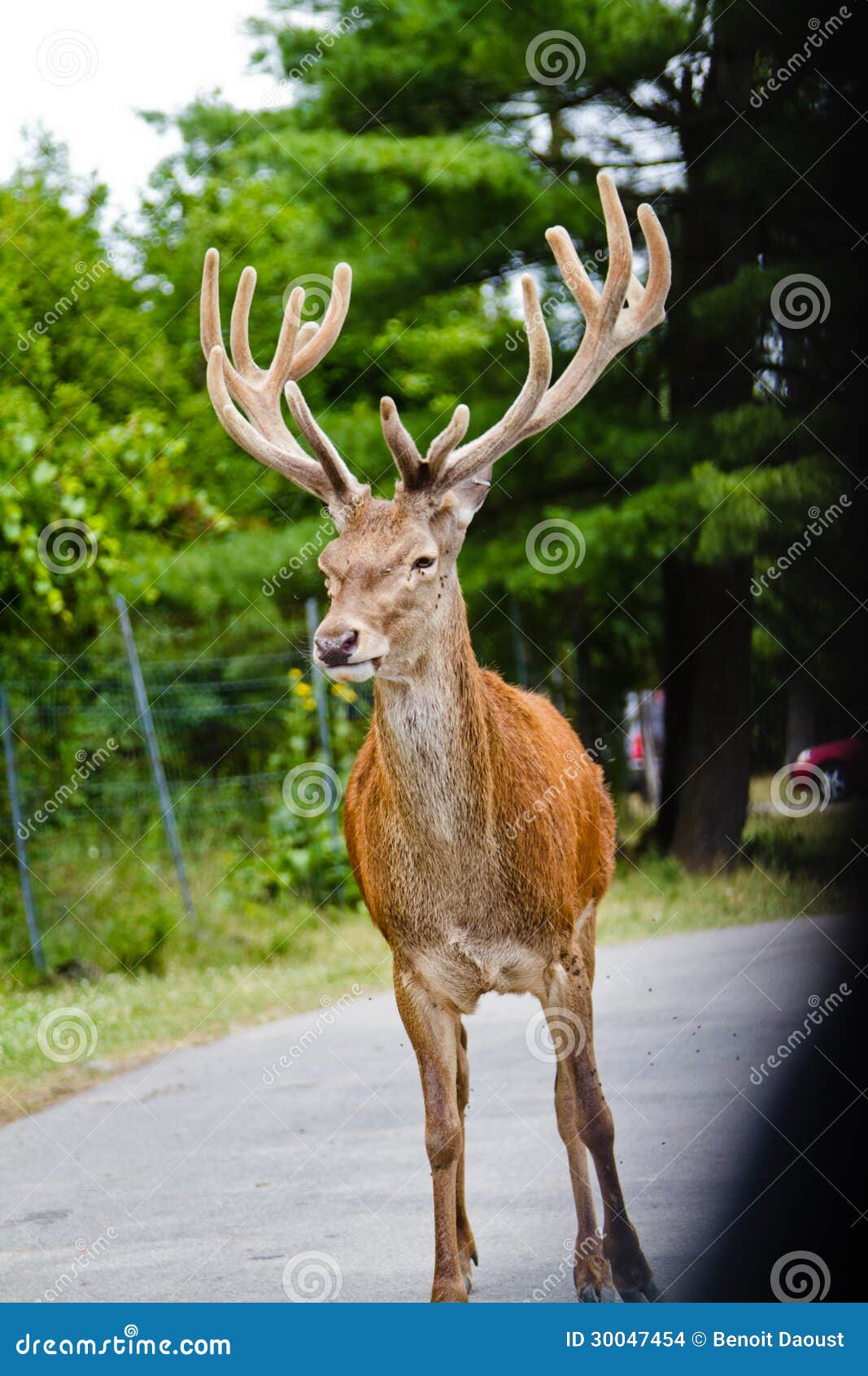 Deer on the road stock photo. Image of tall, lane, street - 30047454