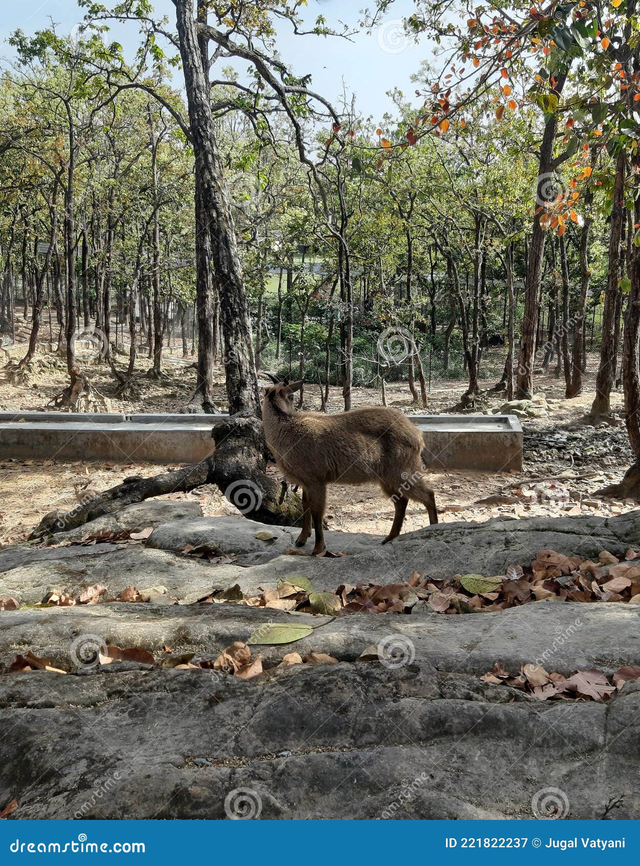 A Deer Roaming Around the Jungle Stock Image - Image of wildlife ...
