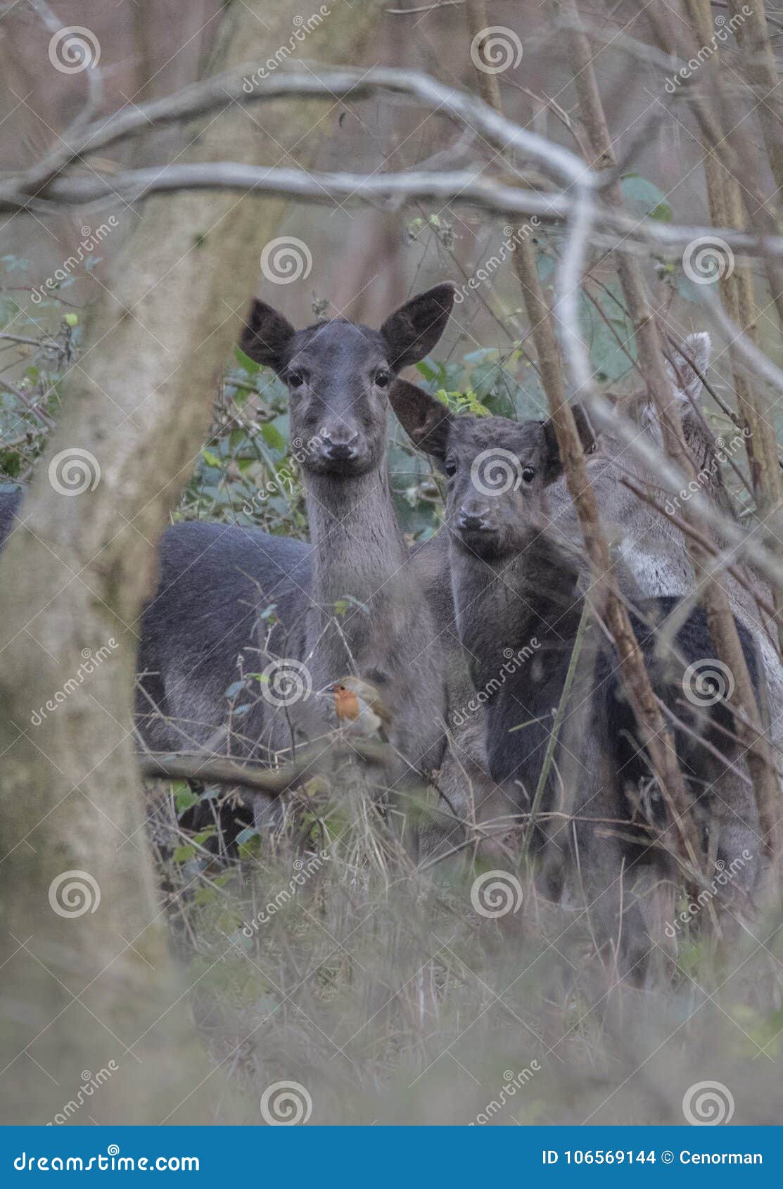 Deer and Robin in the Forest Stock Photo - Image of forest, fallow ...