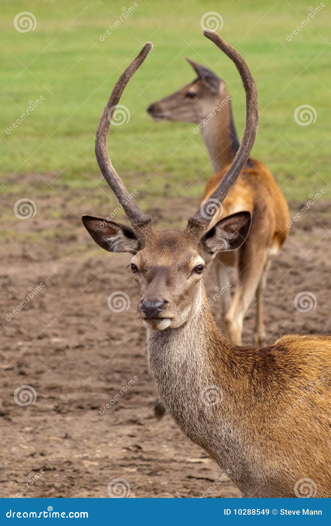 Deer Romance Picture. Image: 10288549