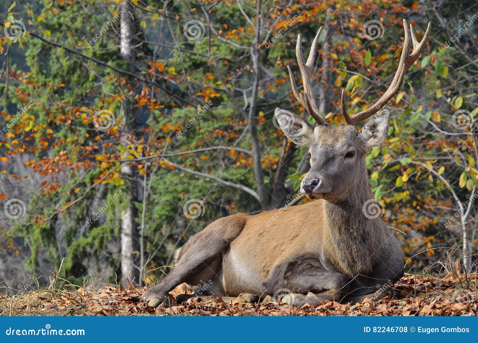 Deer stock photo. Image of resting, nature, wildlife - 82246708