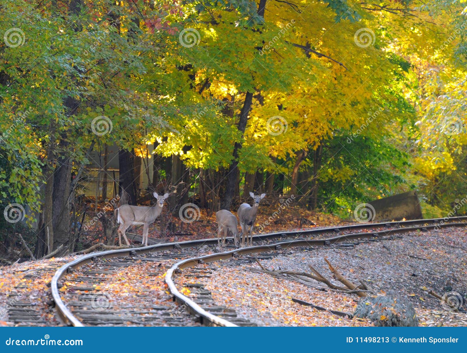 Deer on RR stock image. Image of hoof, outdoor, rail - 11498213