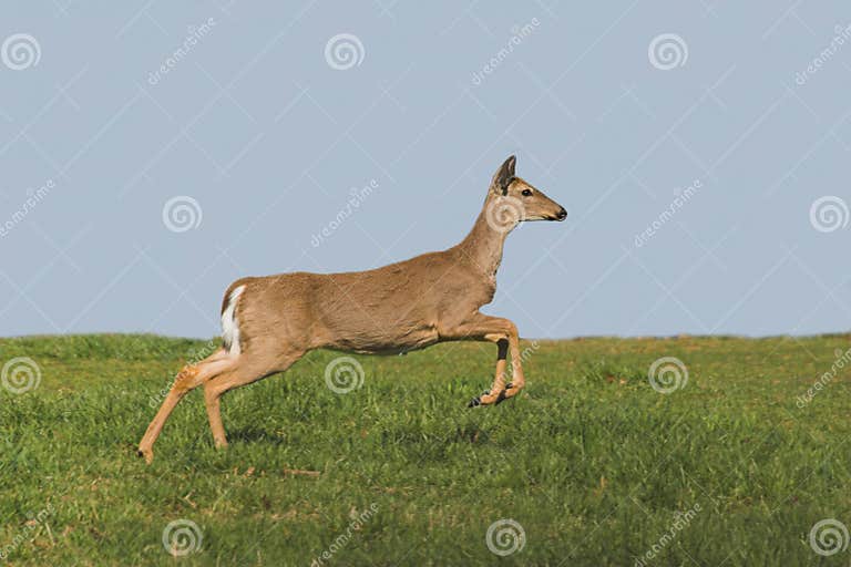 Deer running stock photo. Image of animal, field, hunter - 635146