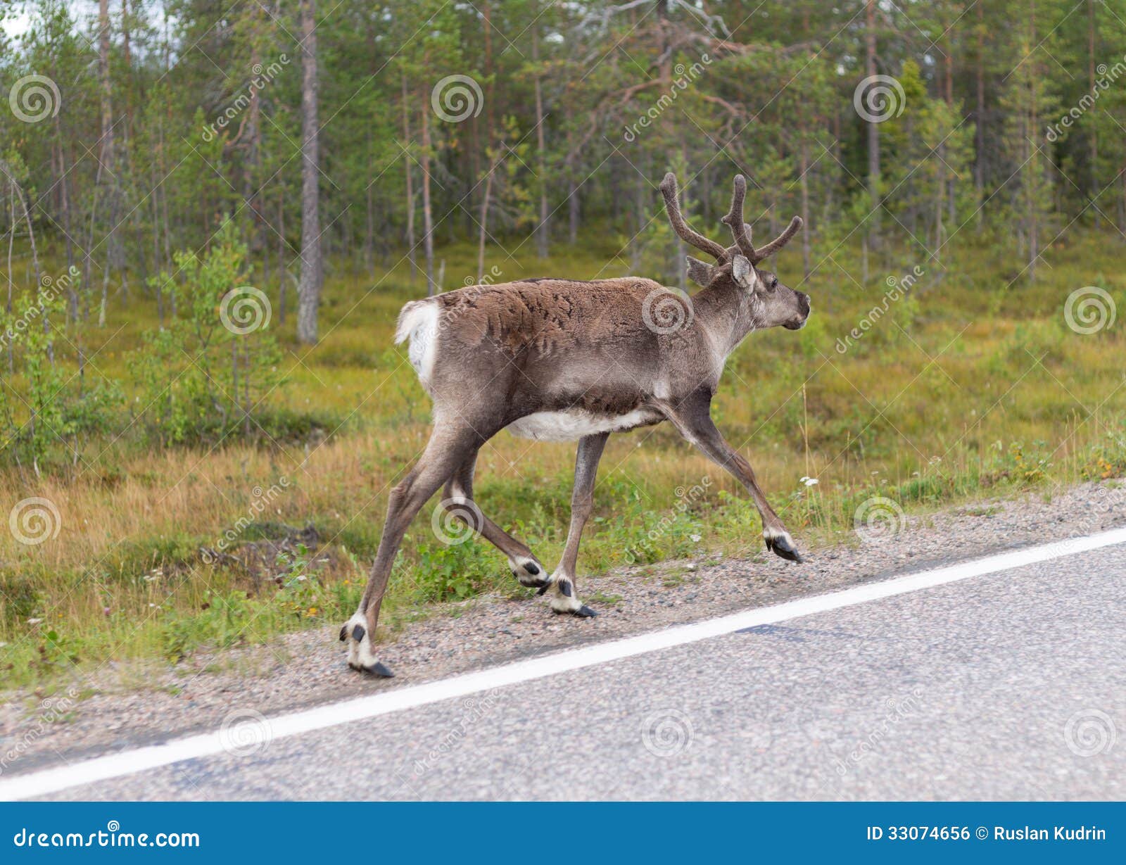 Deer runs on road stock photo. Image of fawn, finland - 33074656