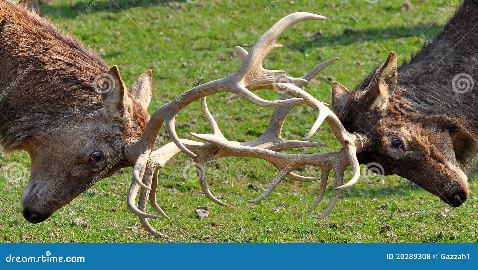 Deer Rut stock photo. Image of strong, eyes, wildlife - 20289308