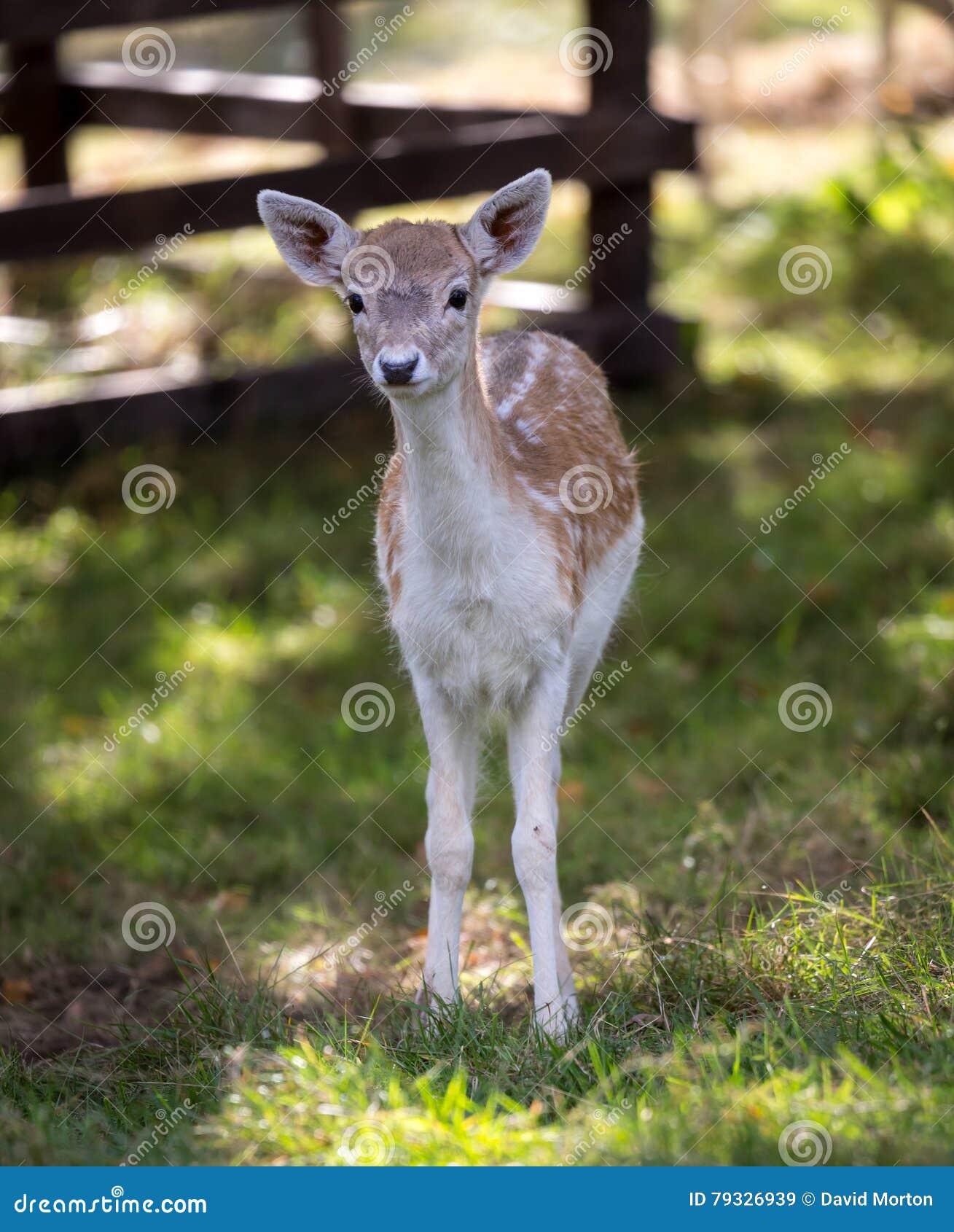 Deer during the rut stock image. Image of bellowing, velvet - 79326939