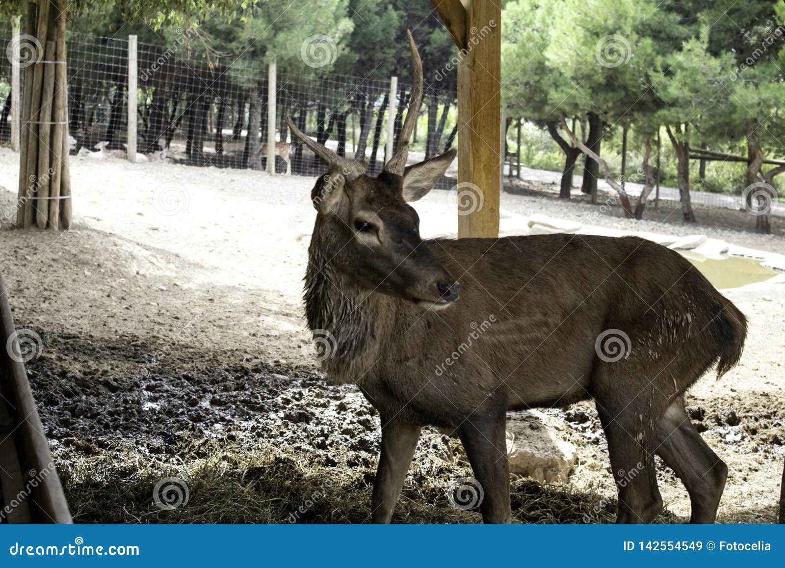 Deer in rut stock image. Image of forest, antler, british - 142554549