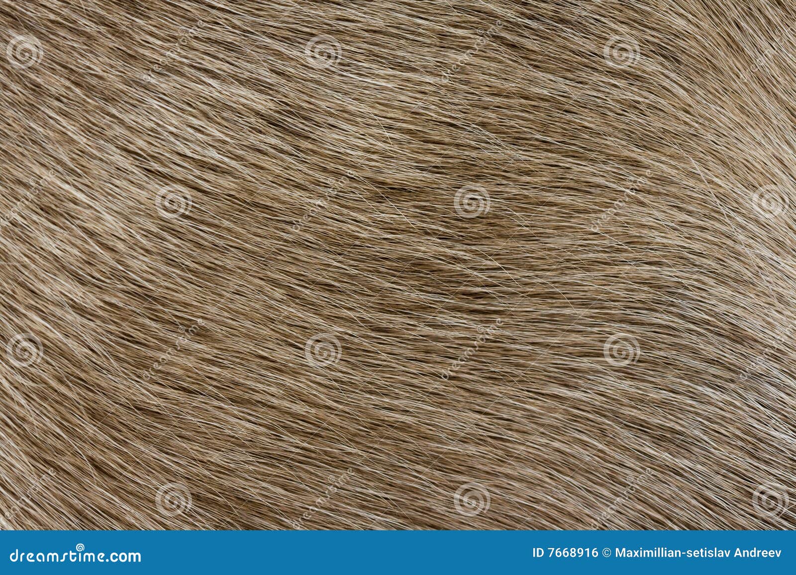 Deer s fur texture stock photo. Image of material, wild - 7668916