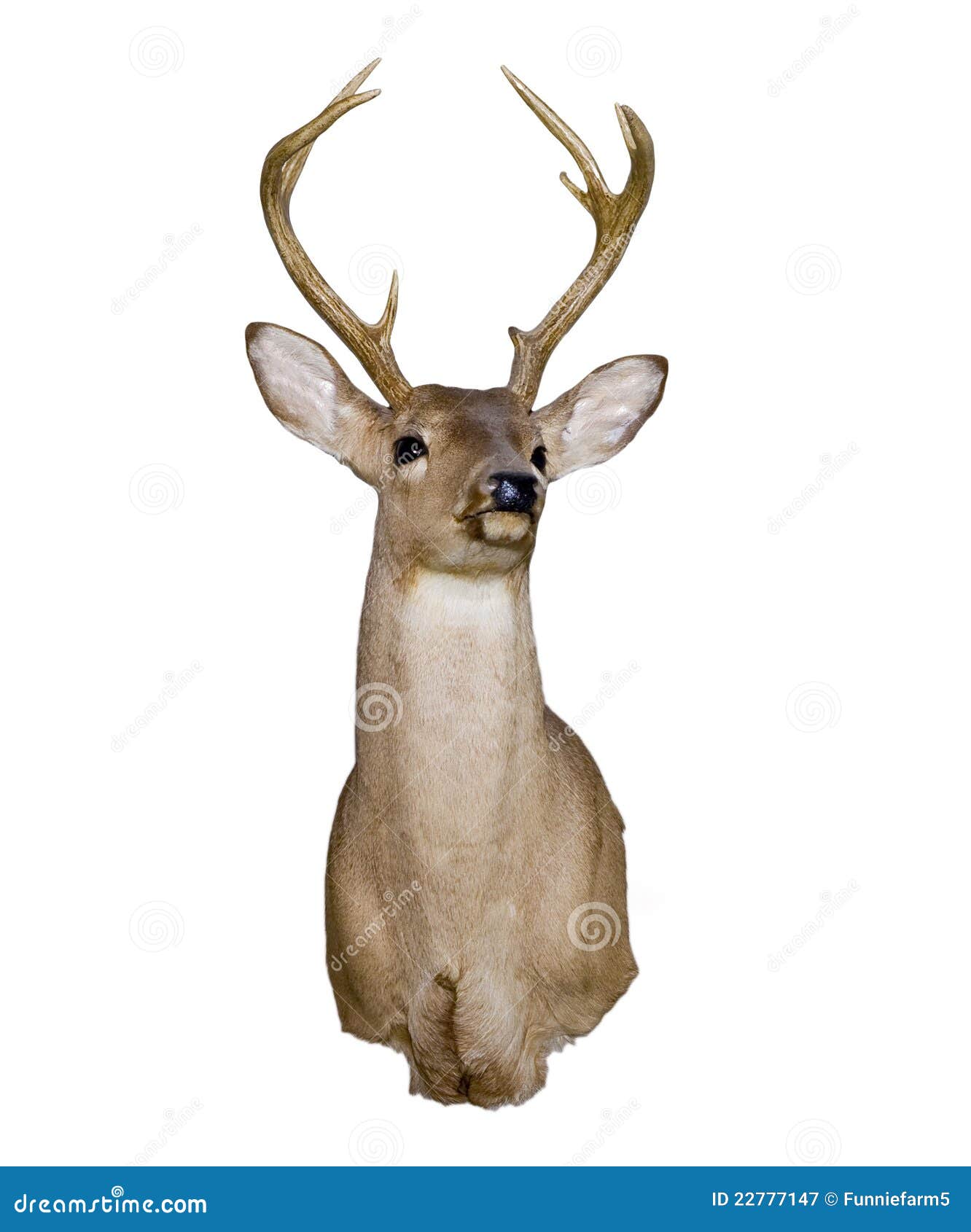 Deer's Head From The Front Royalty Free Stock Photography - Image: 22777147