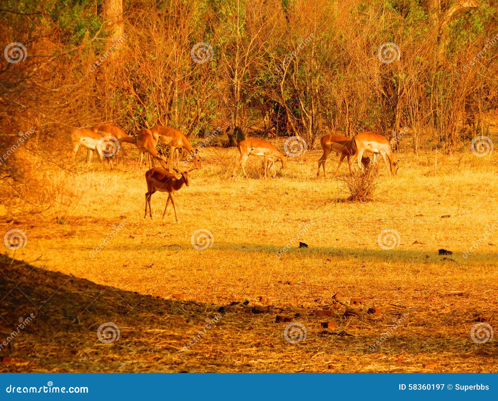 Deer in safari stock image. Image of tourist, landscape - 58360197