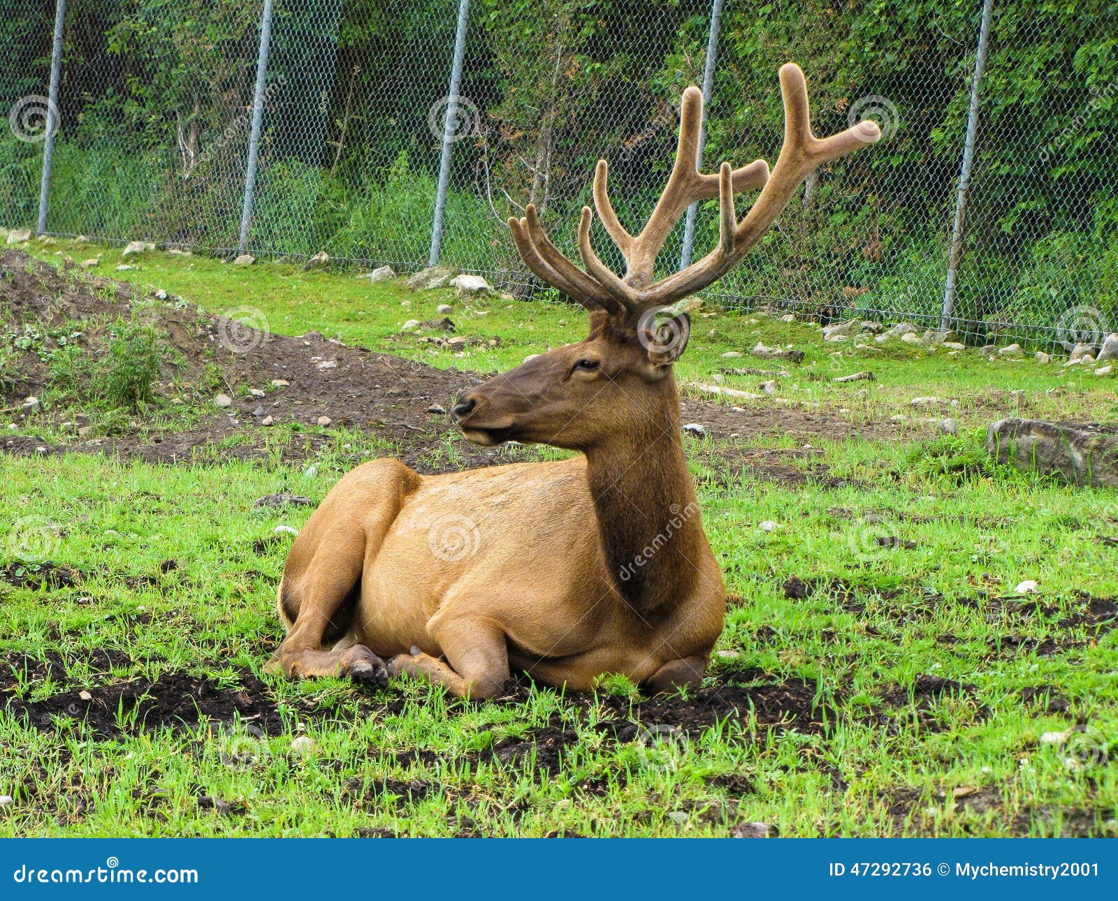 Deer stock photo. Image of animal, deer, wild, horn, safari - 47292736
