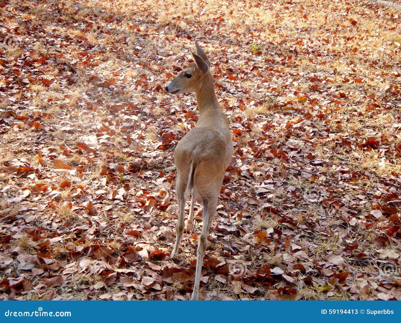 Deer in Savannah stock image. Image of reserve, hunter - 59194413
