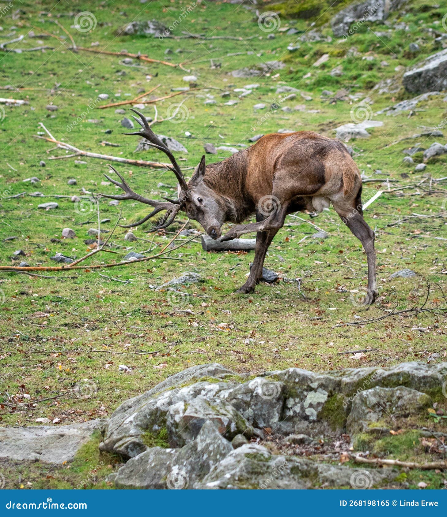 A deer scratching himself stock image. Image of male - 268198165