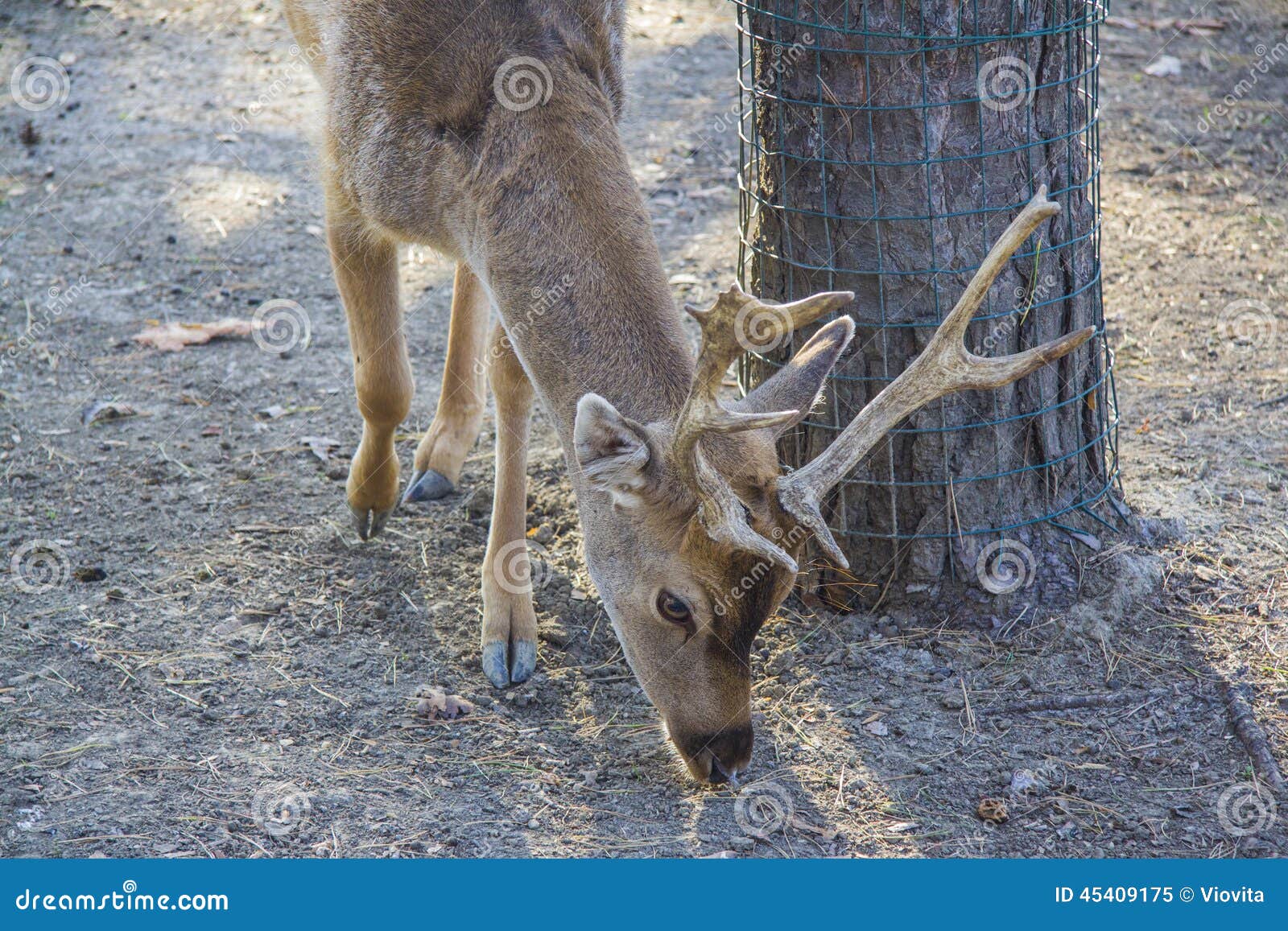 Deer stock image. Image of flies, forest, mammals, deer - 45409175