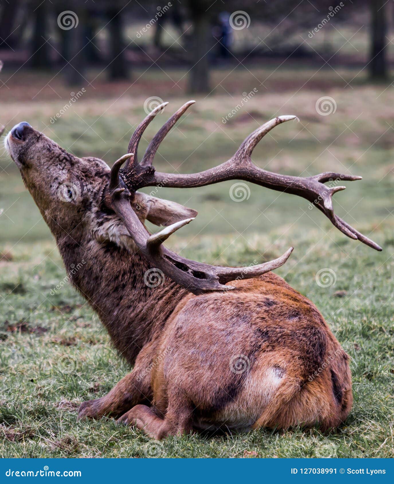 Deer scratching back stock image. Image of antlers, dear - 127038991