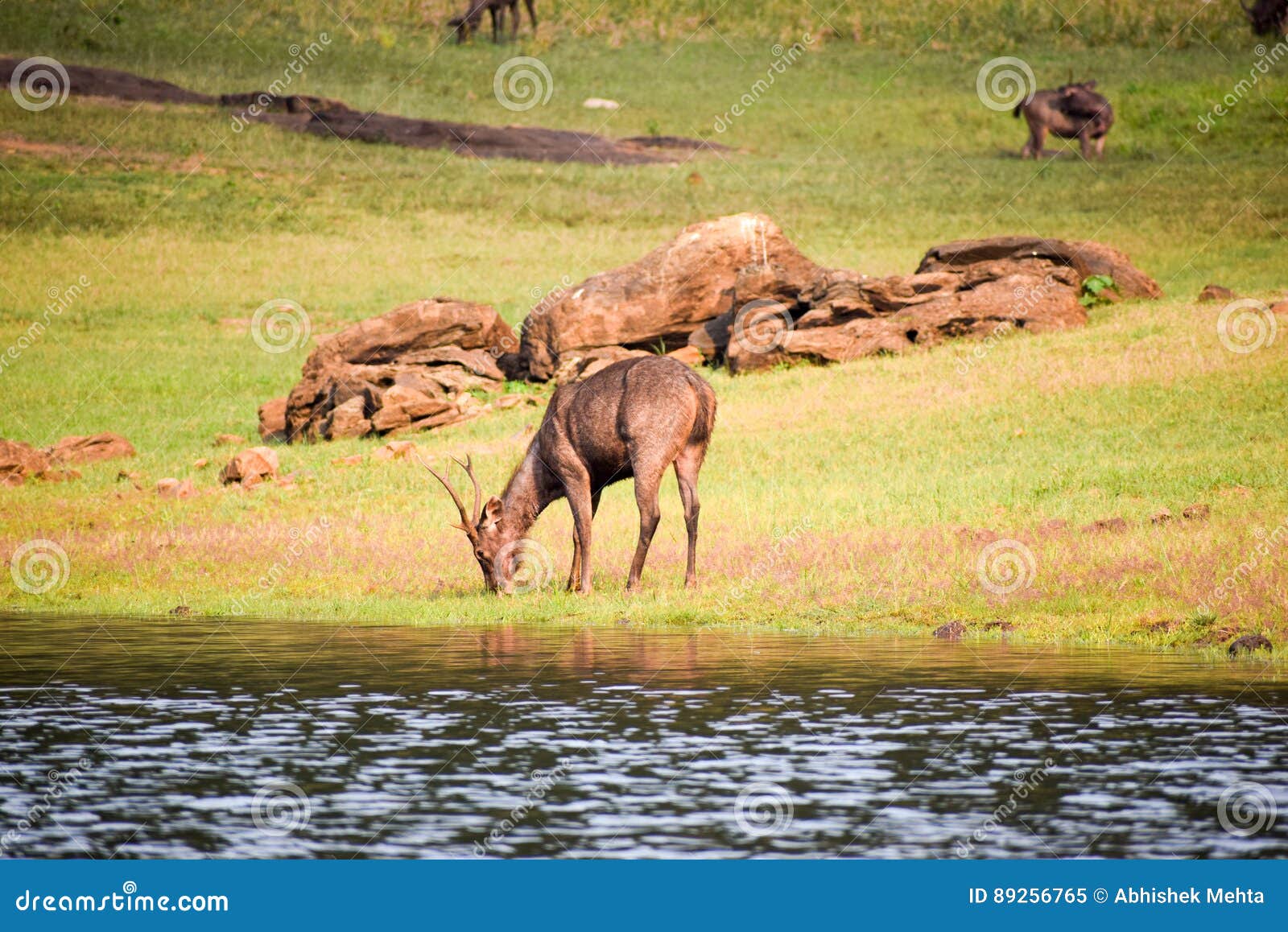 Deer stock image. Image of grass, deer, jungle, grazing - 89256765