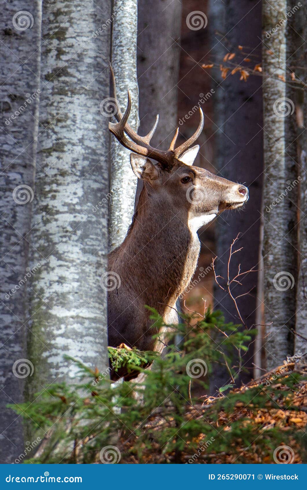 Deer Seen among the Trees in the Forest Stock Image - Image of stag ...