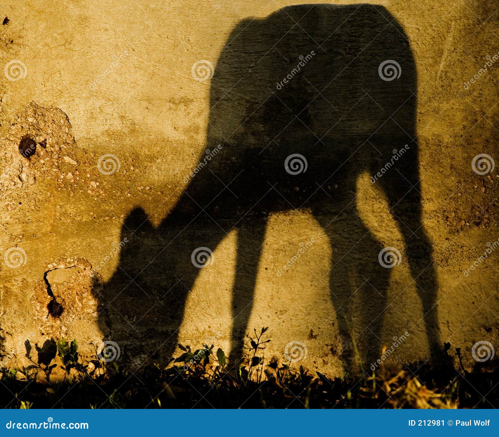 Deer Shadow Stock Image - Image: 212981