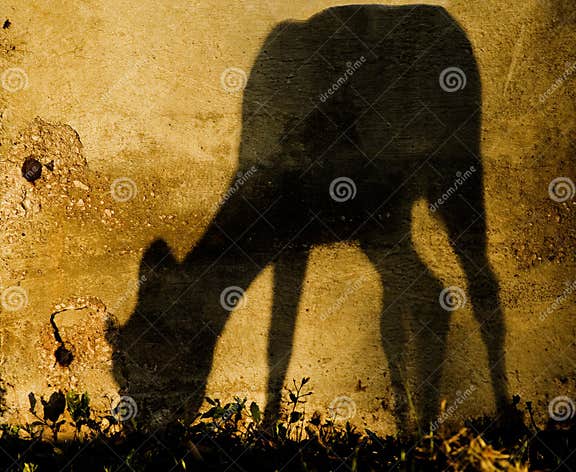 Deer Shadow stock image. Image of sunset, light, afternoon - 212981