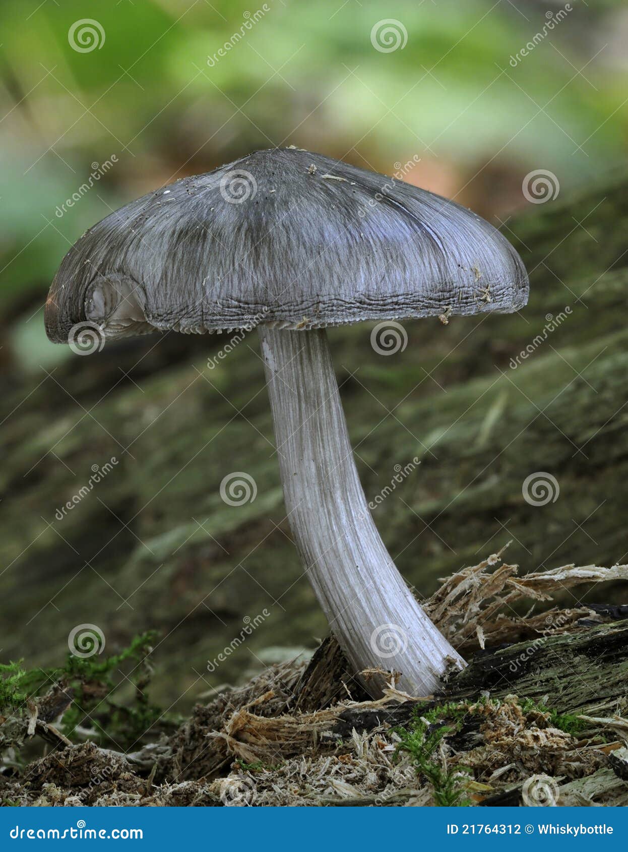 Deer Shield Fungus stock photo. Image of somerset, autumn - 21764312