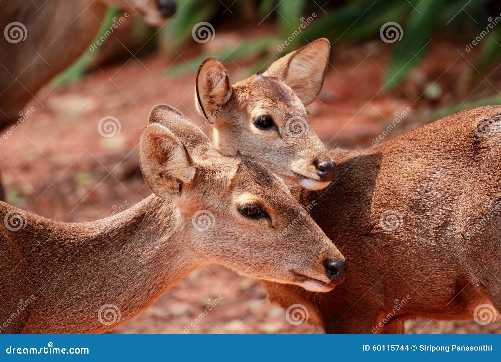 Deer are showing love stock photo. Image of head, brown - 60115744