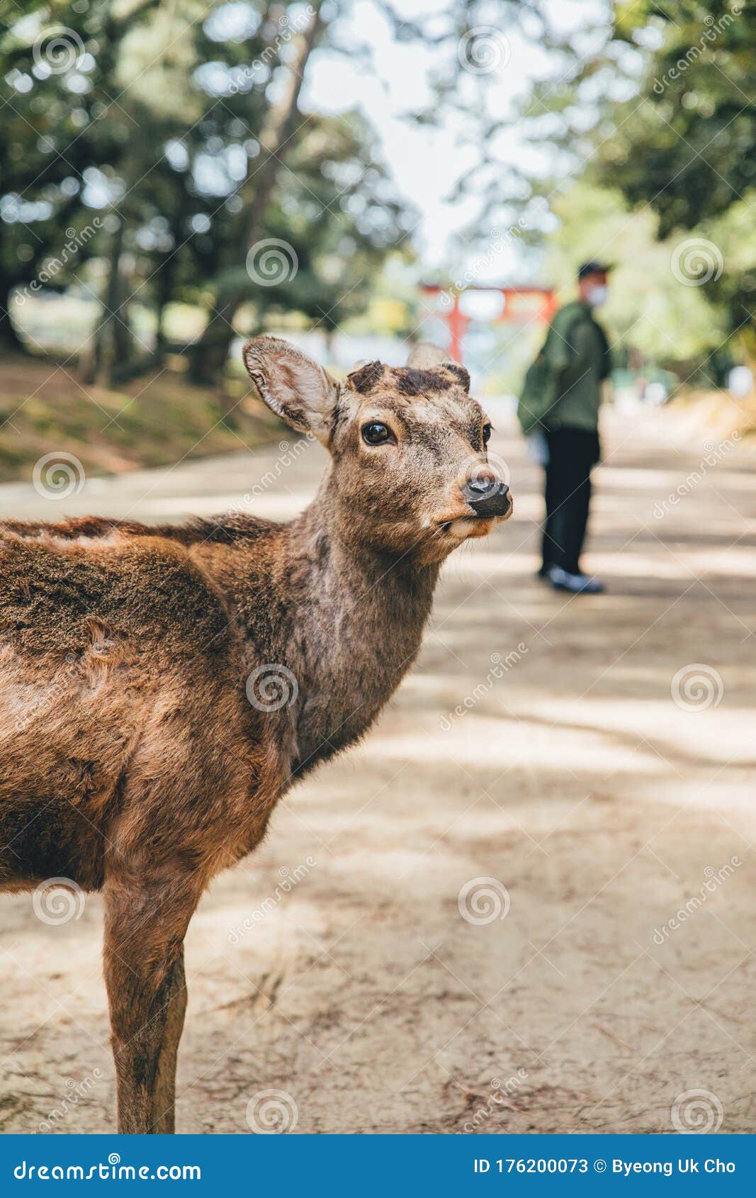 Deer with the Shrine Gate at the Park in Japan Stock Image - Image of ...