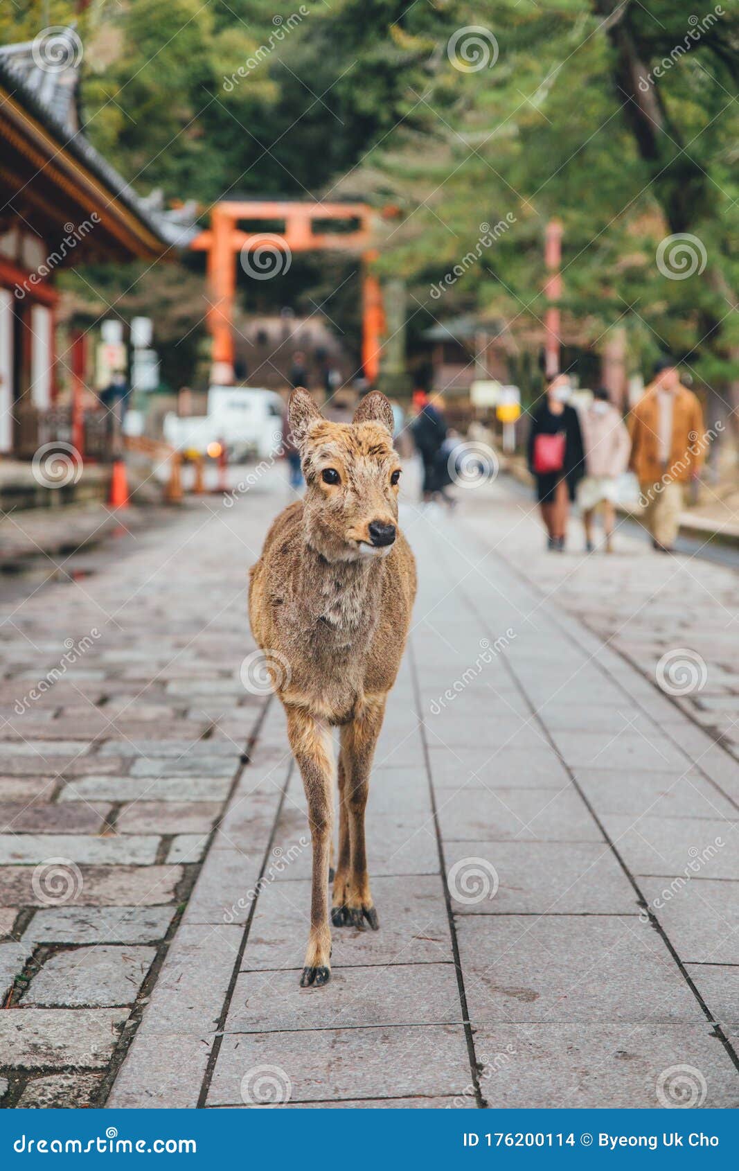 Deer with the Shrine Gate at the Park in Japan Stock Photo - Image of ...