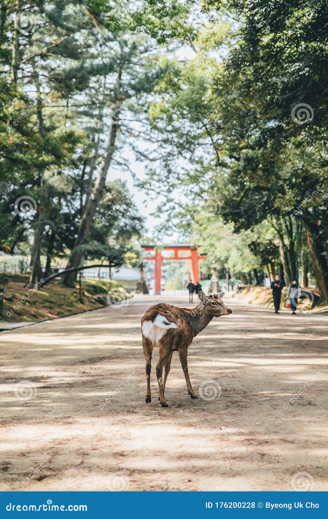 Deer with the Shrine Gate at the Park in Japan Stock Photo - Image of ...