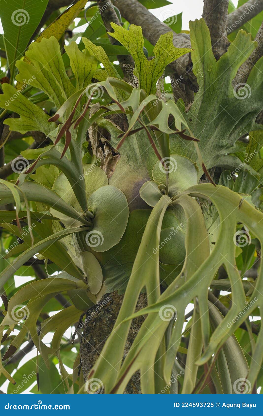 Deer simbar plant stock image. Image of tree, green - 224593725