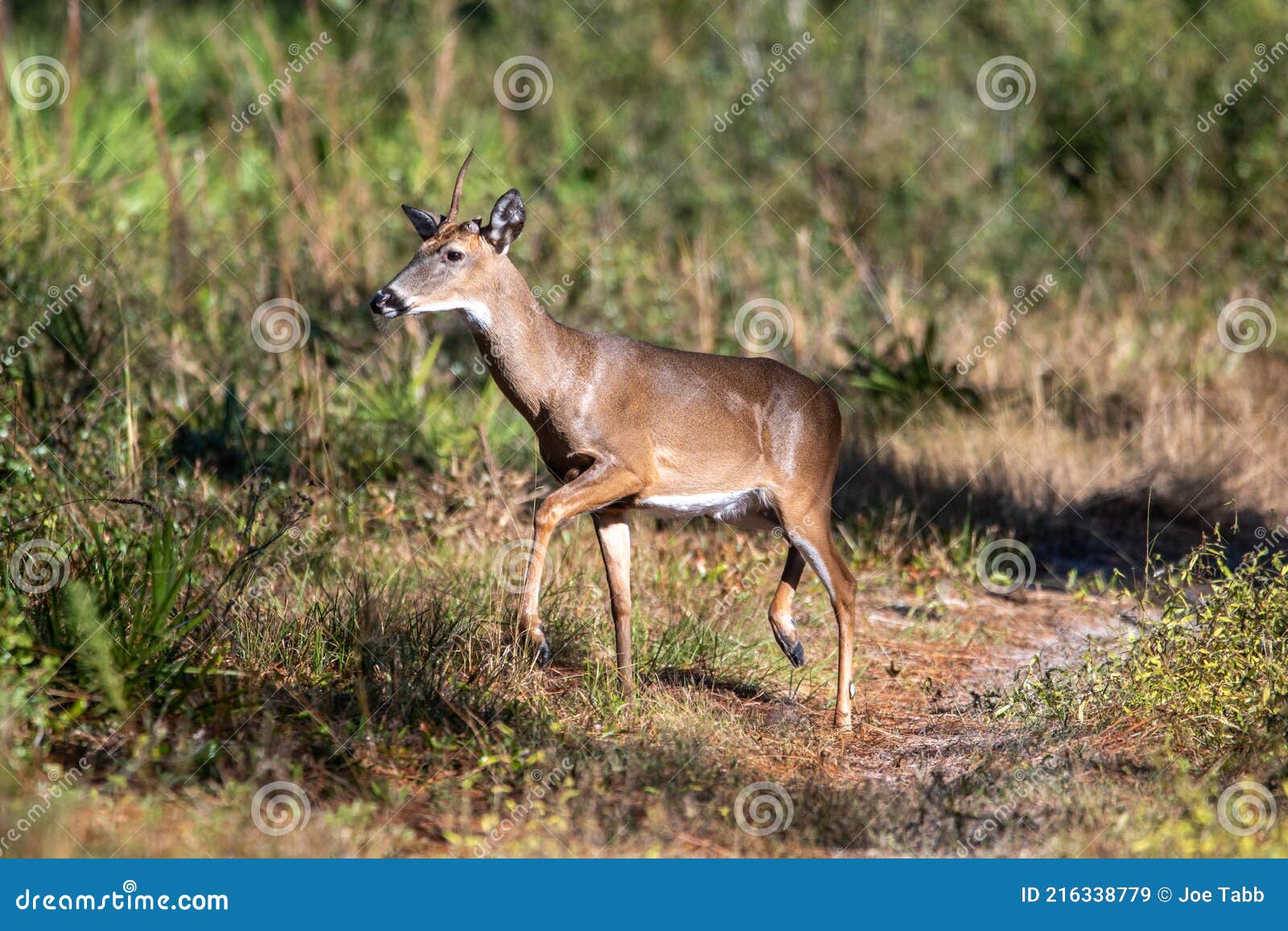 A Deer with a Single Antler Stock Image - Image of deer, nature: 216338779