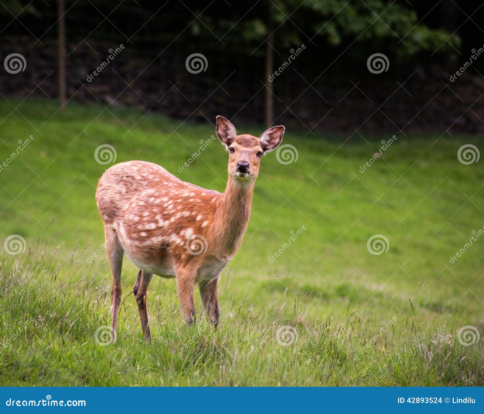 Deer stock photo. Image of wildlife, wild, nature, female - 42893524