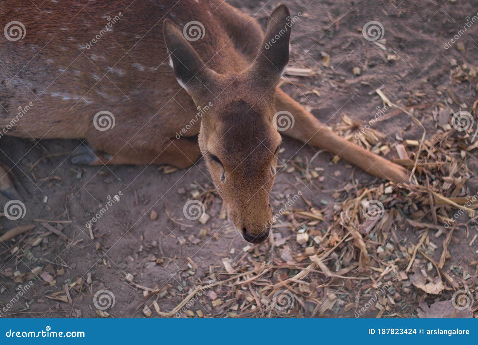 Deer Sitting on the Dark Land Relaxed Stock Photo - Image of mammal ...