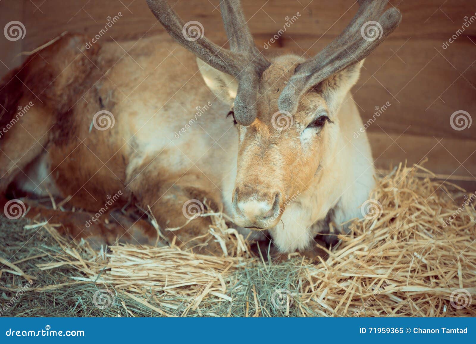 Deer Sitting on Dry Grass. Look so Sad Stock Image - Image of male ...