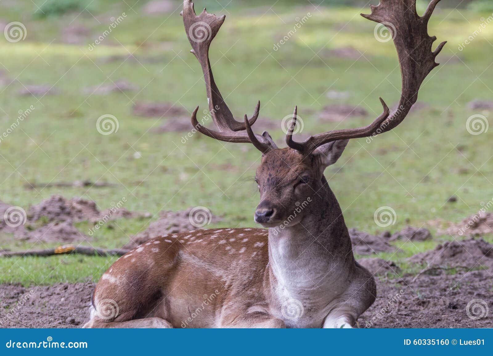 Deer stock photo. Image of nature, case, ruminant, stove - 60335160