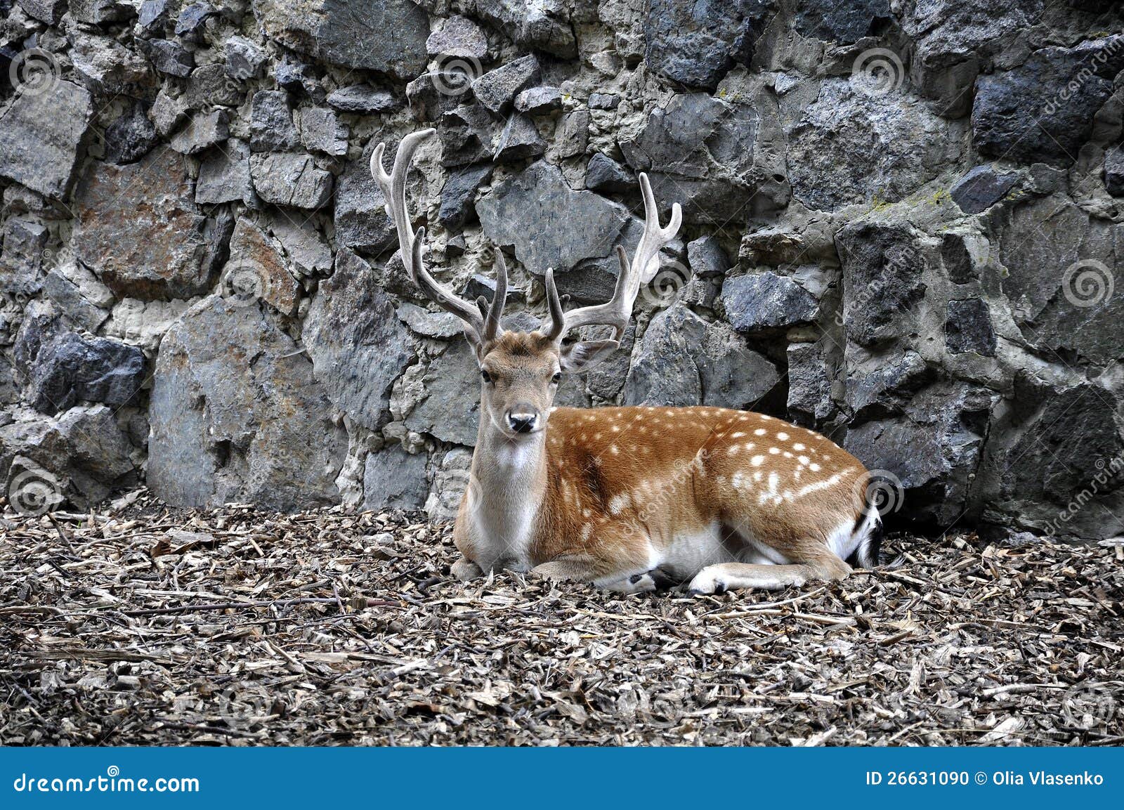 Deer is Sitting on the Ground Stock Photo - Image of deer, wildlife ...