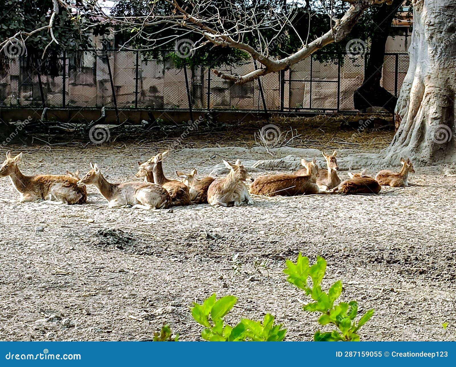 Deer Sitting in Group in Lucknow Zoo in India Stock Image - Image of ...