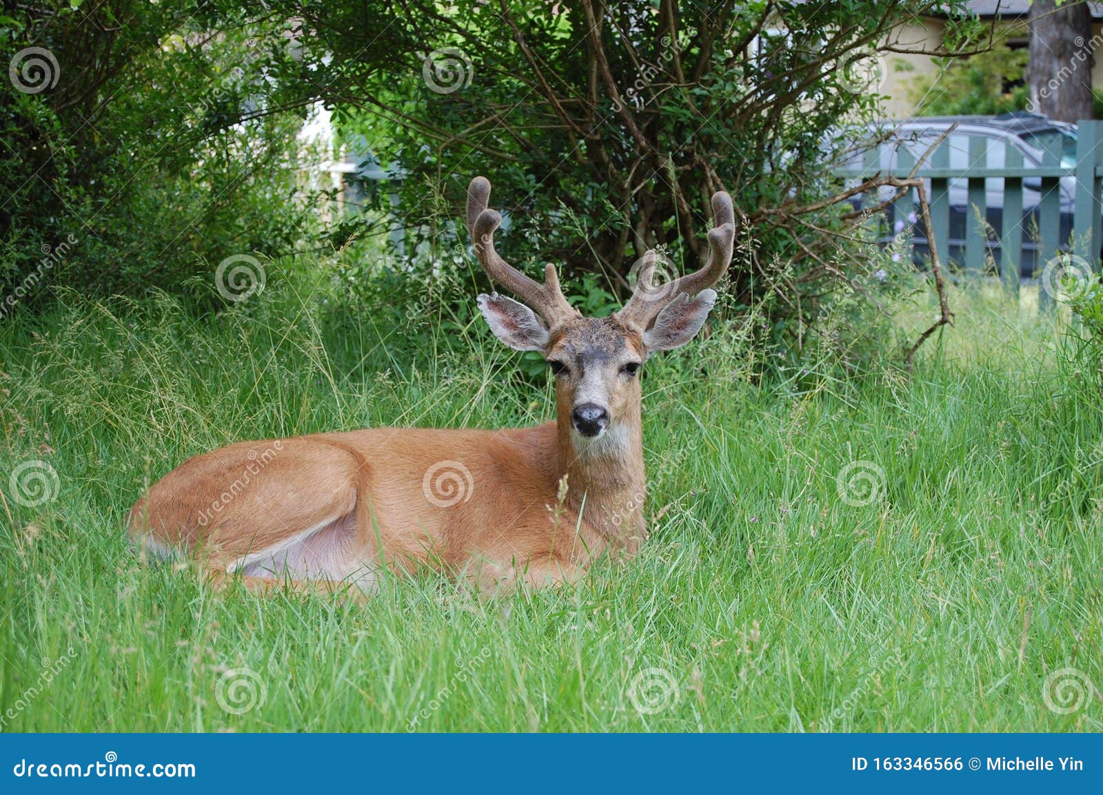 Deer resting on lawn stock photo. Image of brown, fence - 163346566