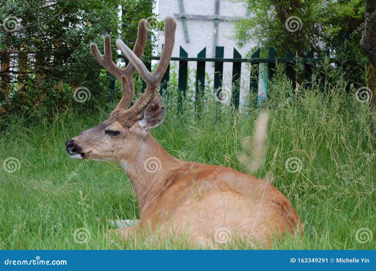 Deer resting on lawn stock image. Image of grass, sitting - 163349291