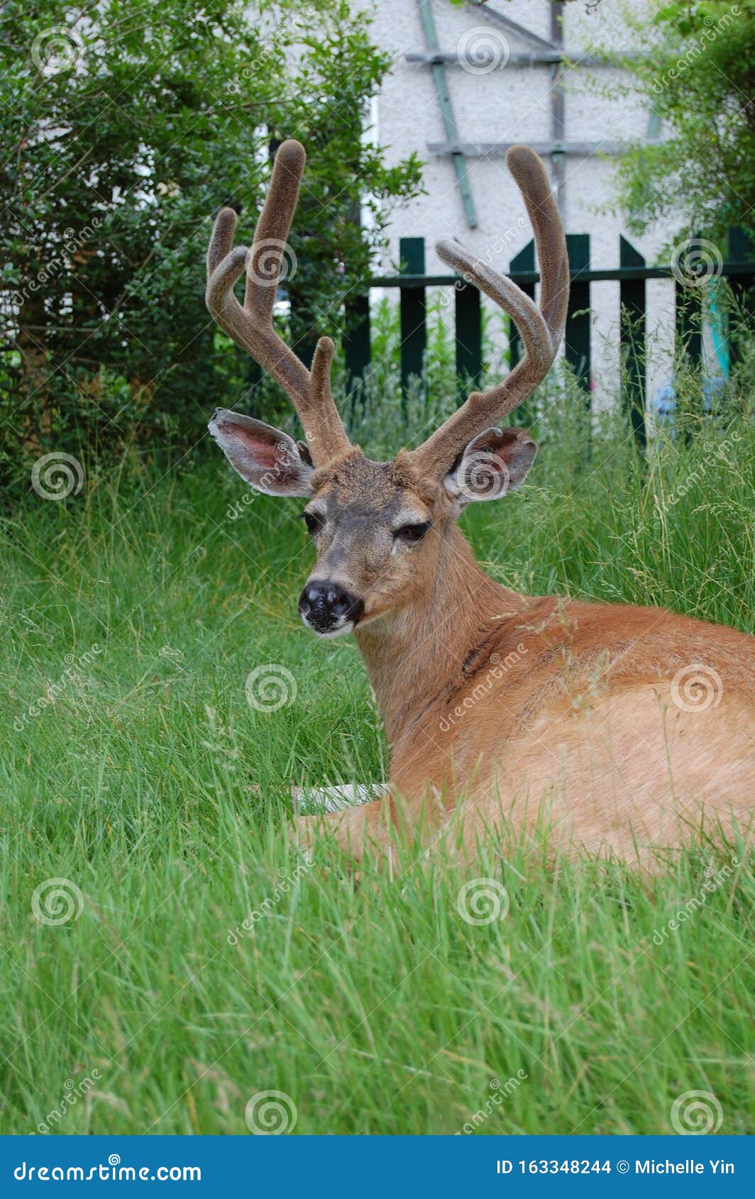 Deer resting on lawn stock photo. Image of brown, green - 163348244